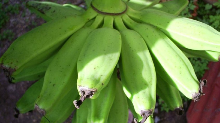 Primicias 24 | Conoce los beneficios de comer topocho